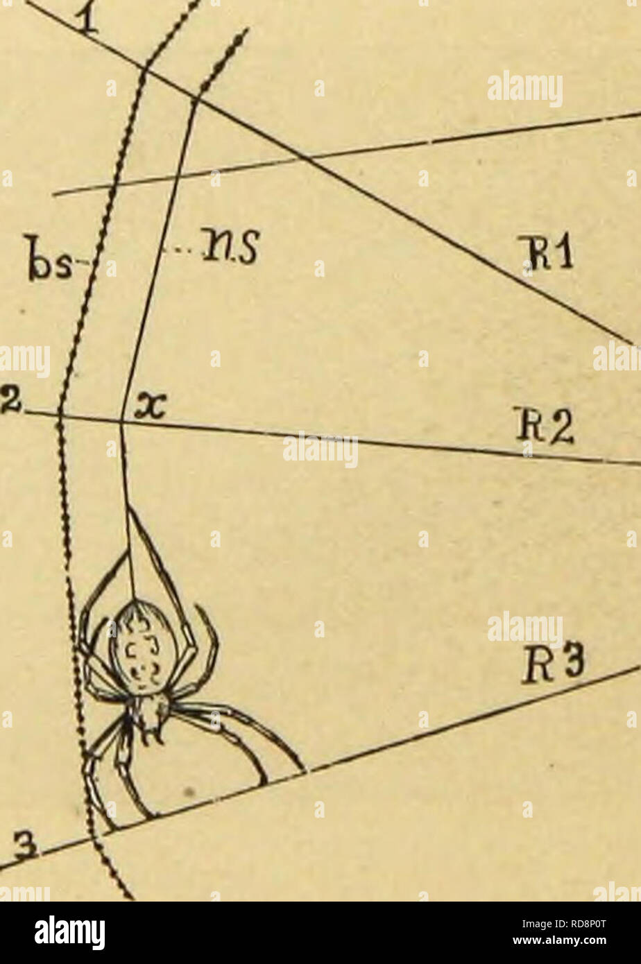. American spiders and their spinning work. A natural history of the ...