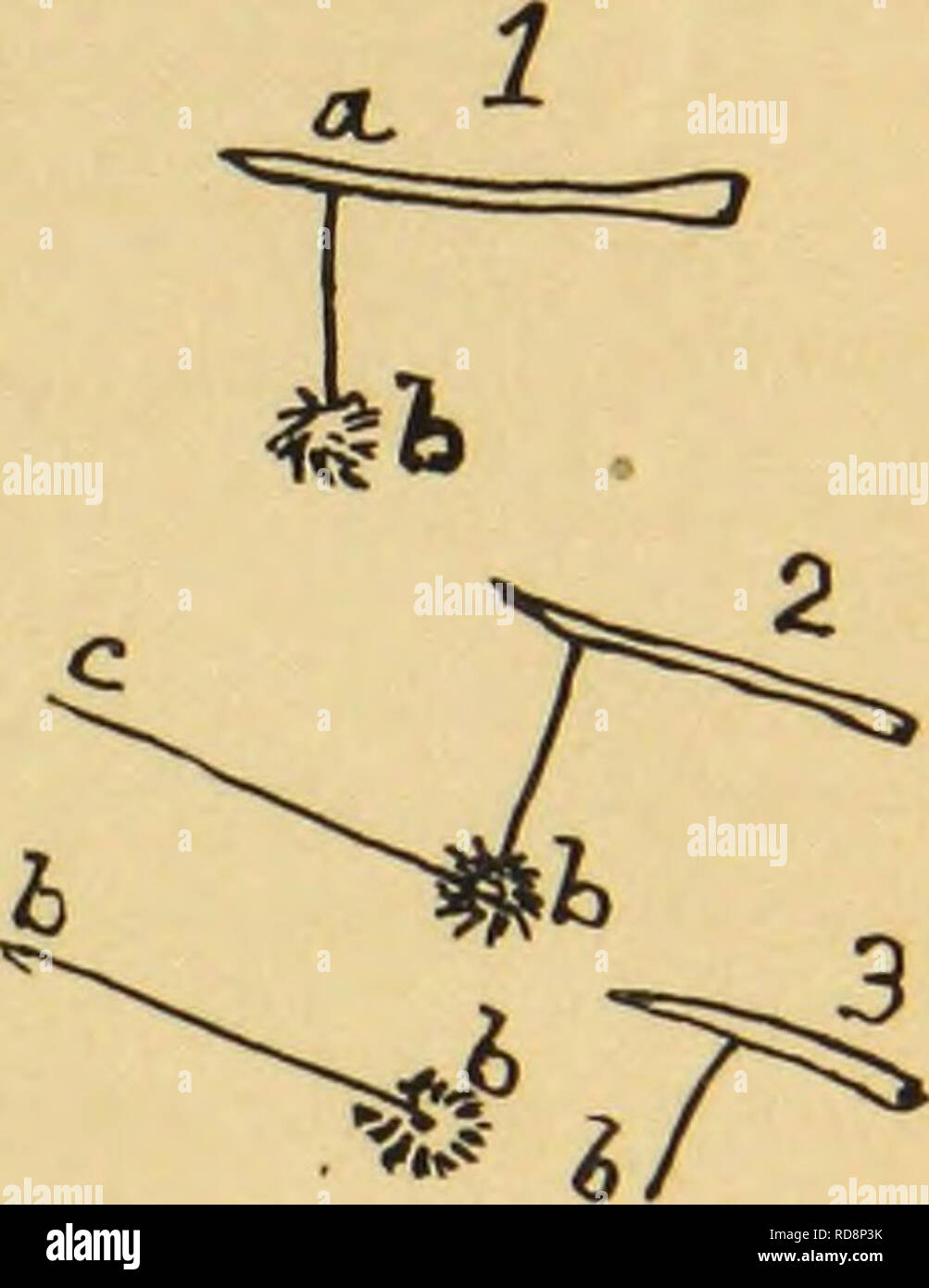 Gentle spiders hi-res stock photography and images - Alamy