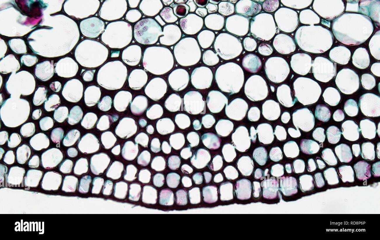 Collenchyma Cells