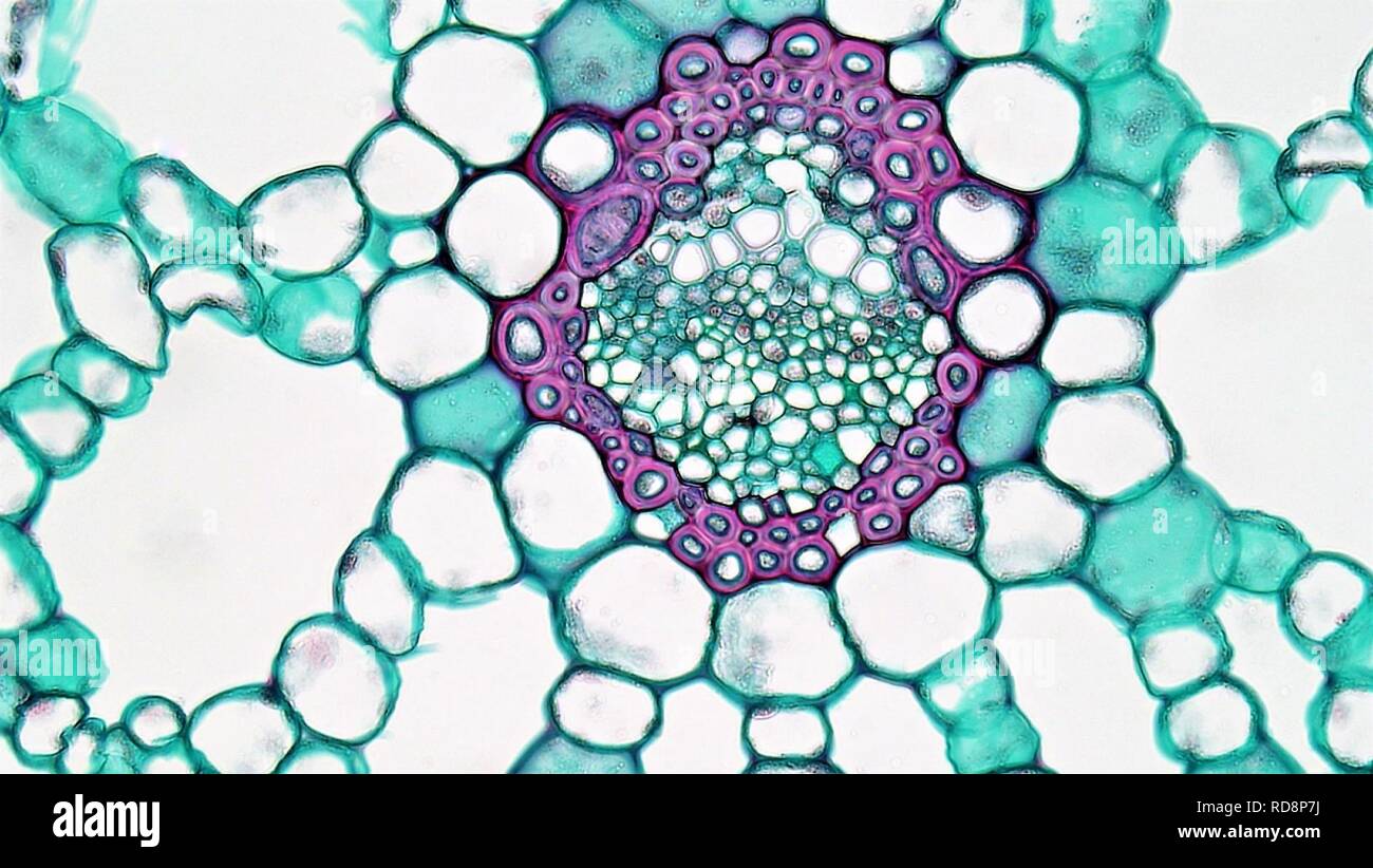 Angiosperm Leaf Bundle Sheath and Sclerenchyma in Potamogeton Leaf ...