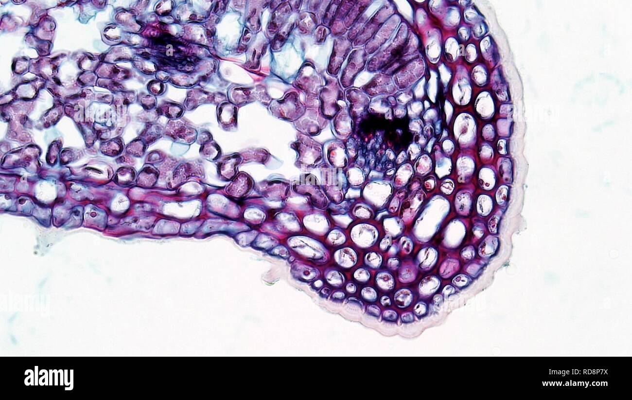 Angiosperm Leaf Leaf Tip in Nerium (24010128358 Stock Photo - Alamy