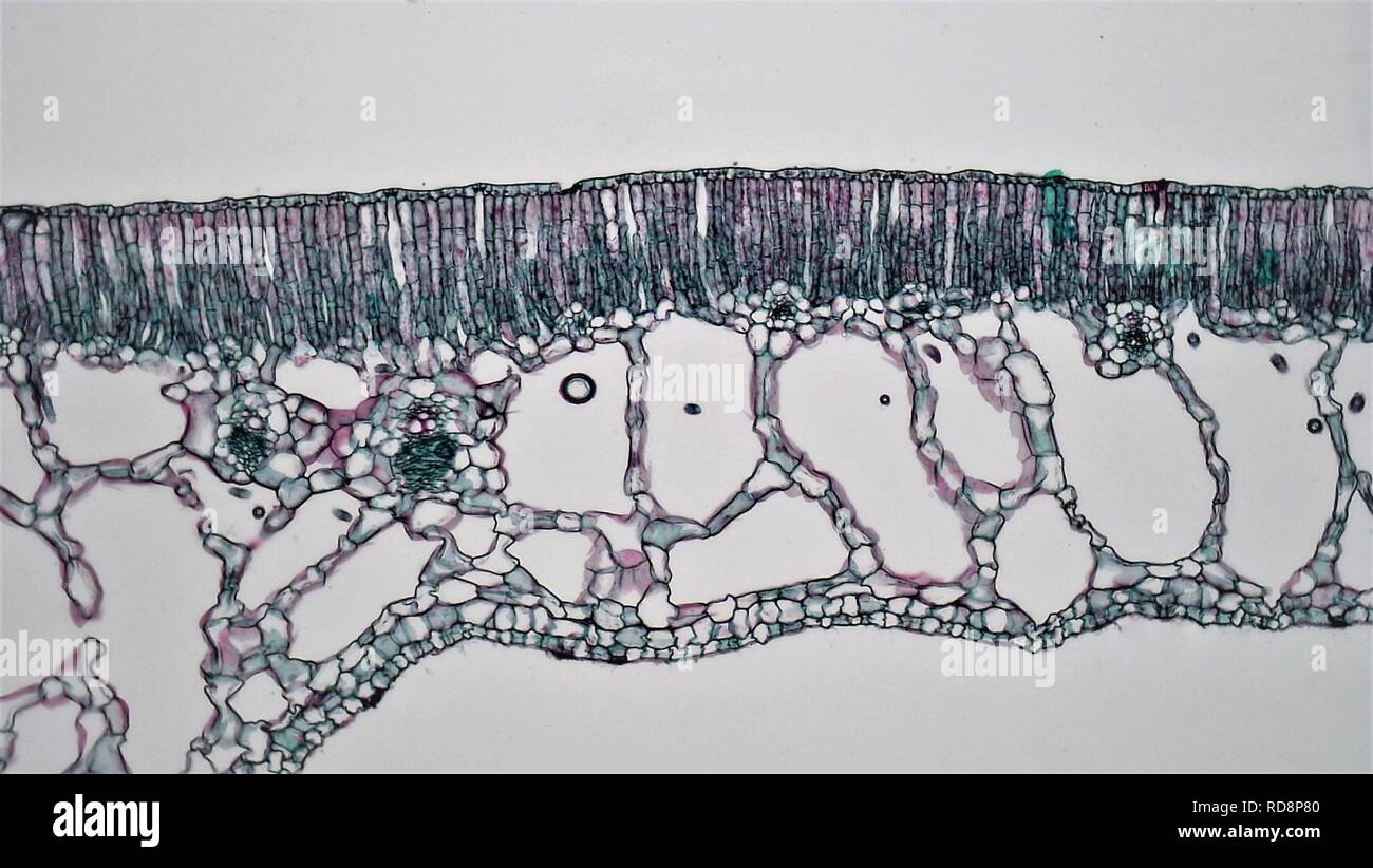 Mesophyll High Resolution Stock Photography and Images - Alamy