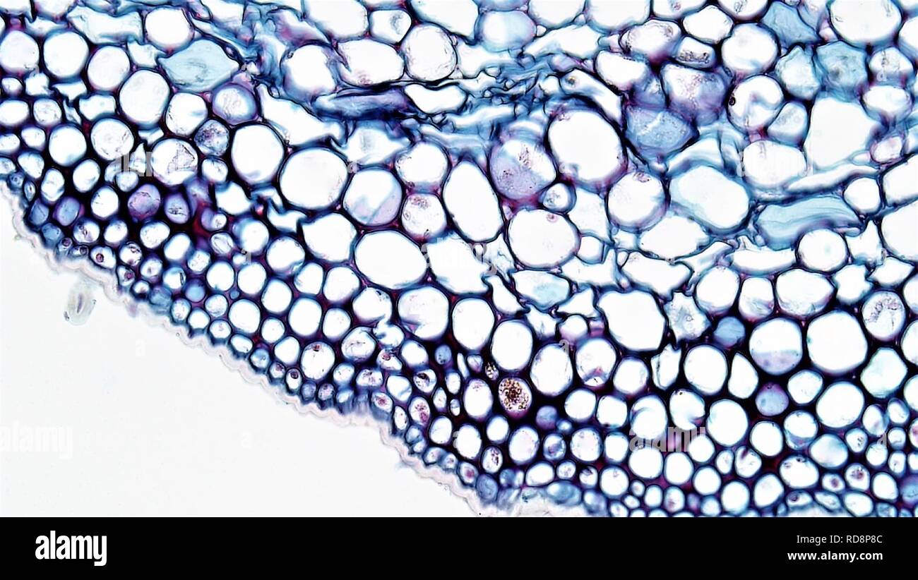 Collenchyma Under Microscope