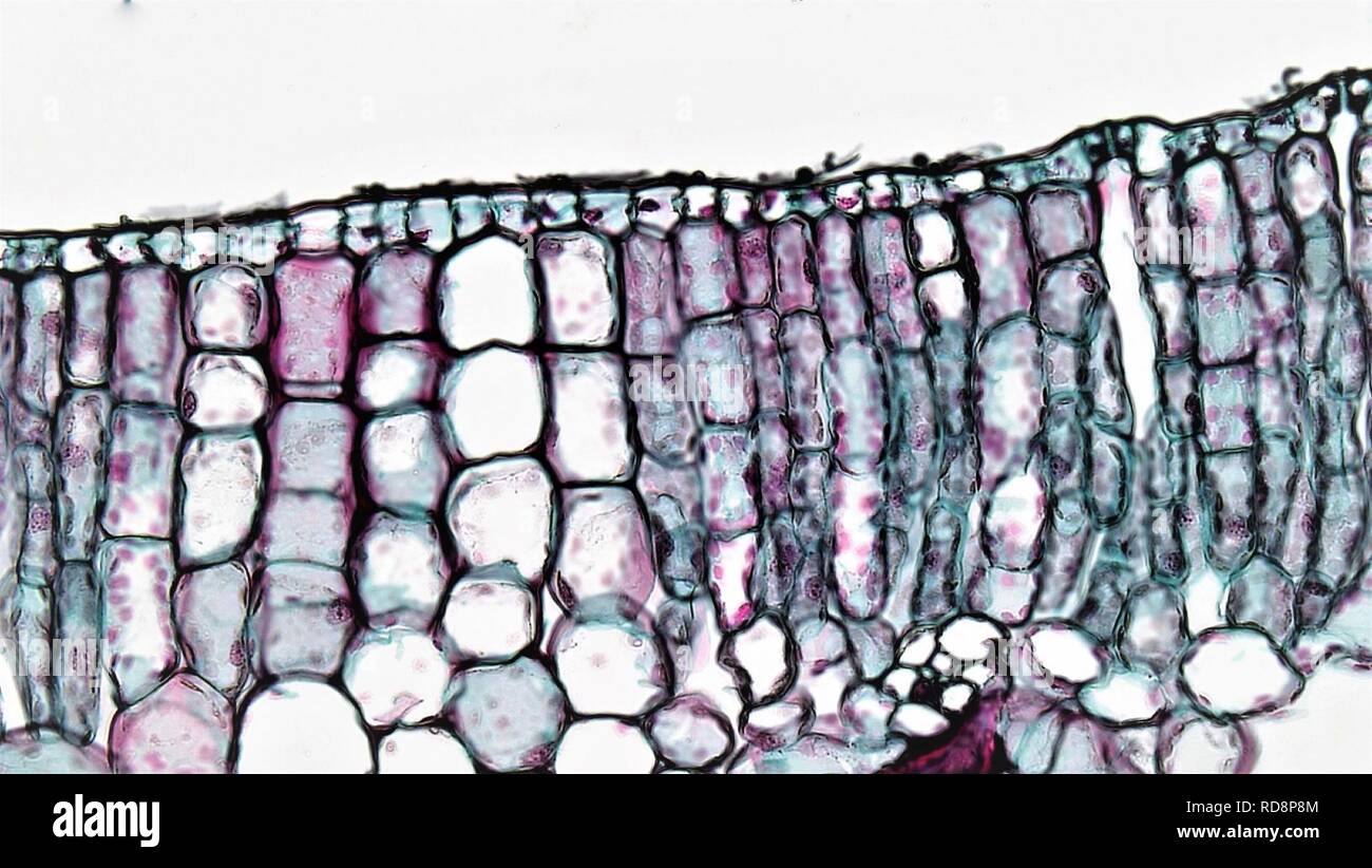 Mesophyll hi-res stock photography and images - Alamy