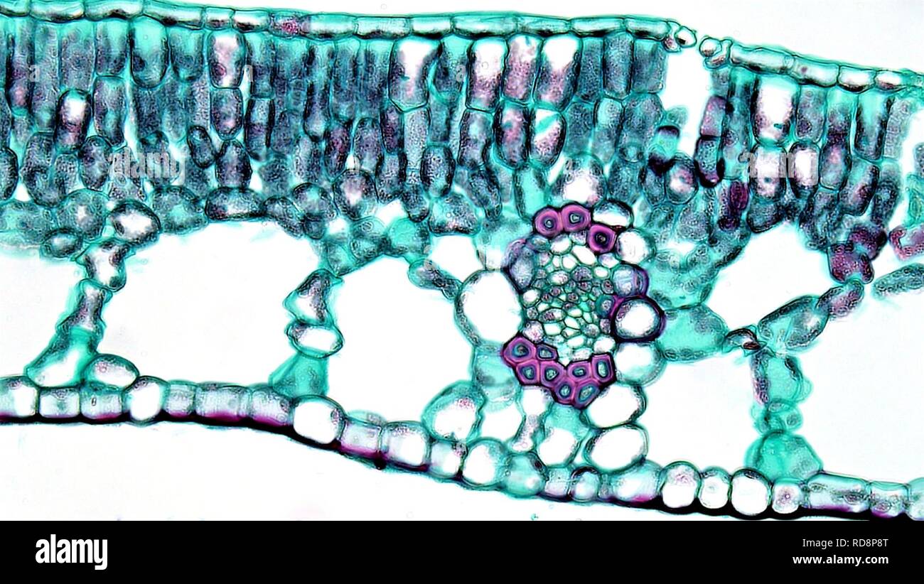 Vascular Bundle Leaf High Resolution Stock Photography and Images - Alamy