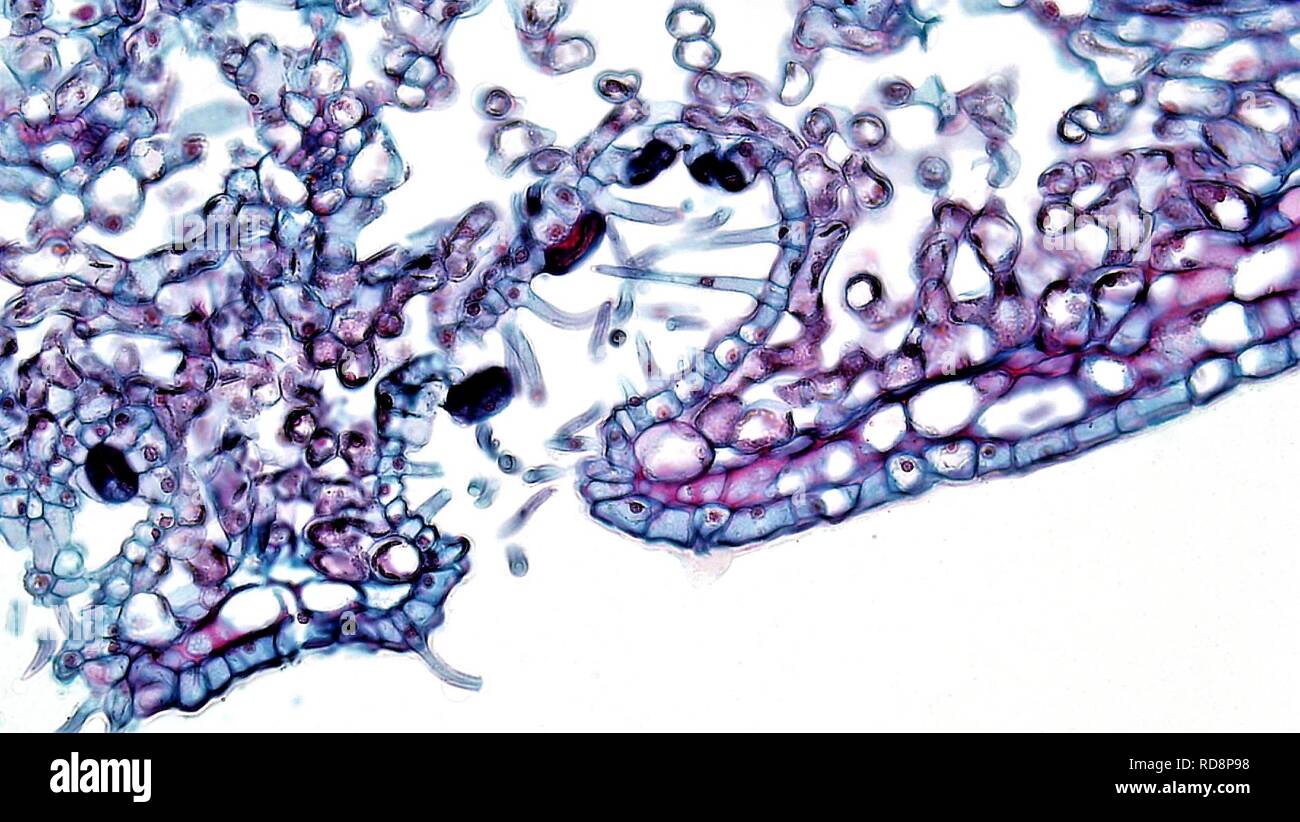 Angiosperm Leaf Stomatal Pits in Nerium (24010130808 Stock Photo - Alamy