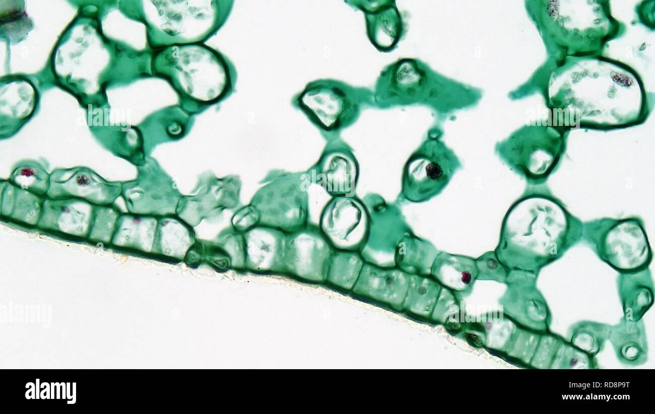 Angiosperm Morphology Abaxial Epidermis and Guard Cells in Ligustrum Leaf (37033388255 Stock ...