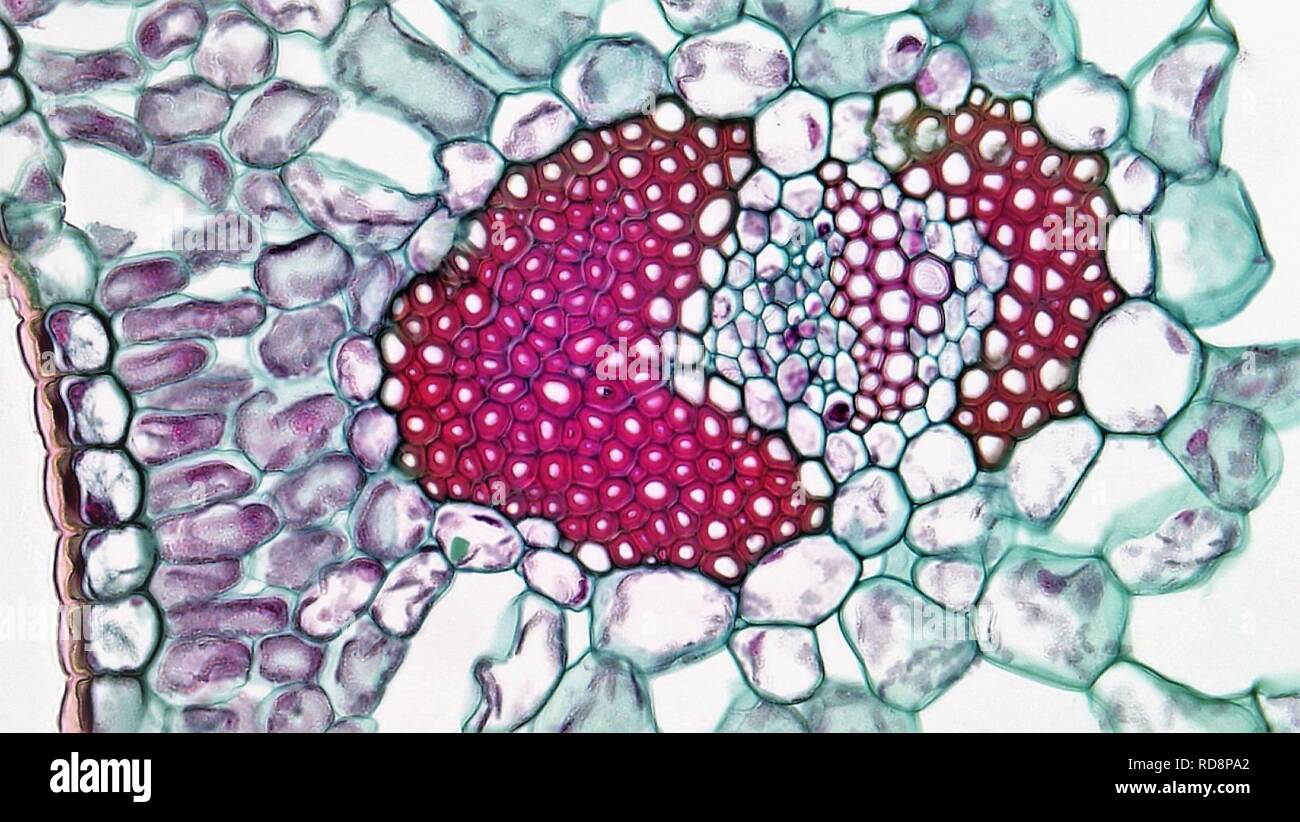Vascular Bundle Leaf