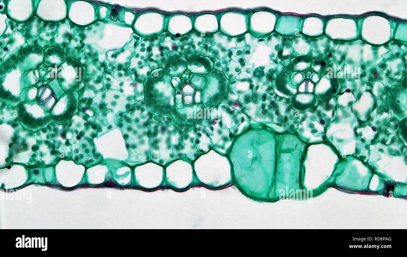 Angiosperm Morphology Bulliform Cells in Zea Leaf (37473345411 Stock ...