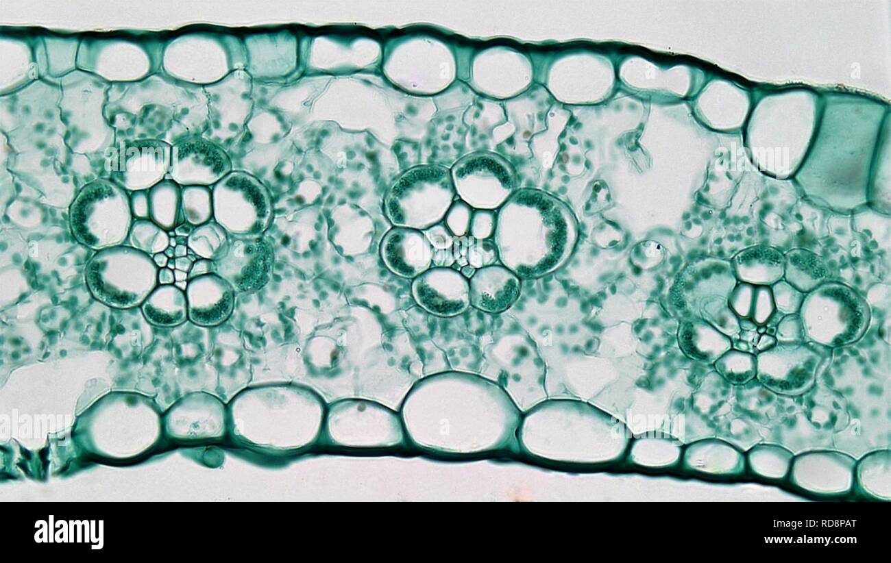 Angiosperm Morphology Bundle Sheaths in Zea Leaf (36808119403 Stock ...