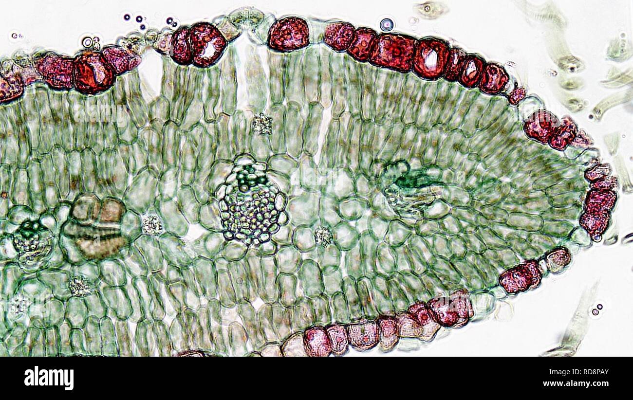 Angiosperm Morphology Bundle Starch Sheath in the Xerophytic Leaf of ...