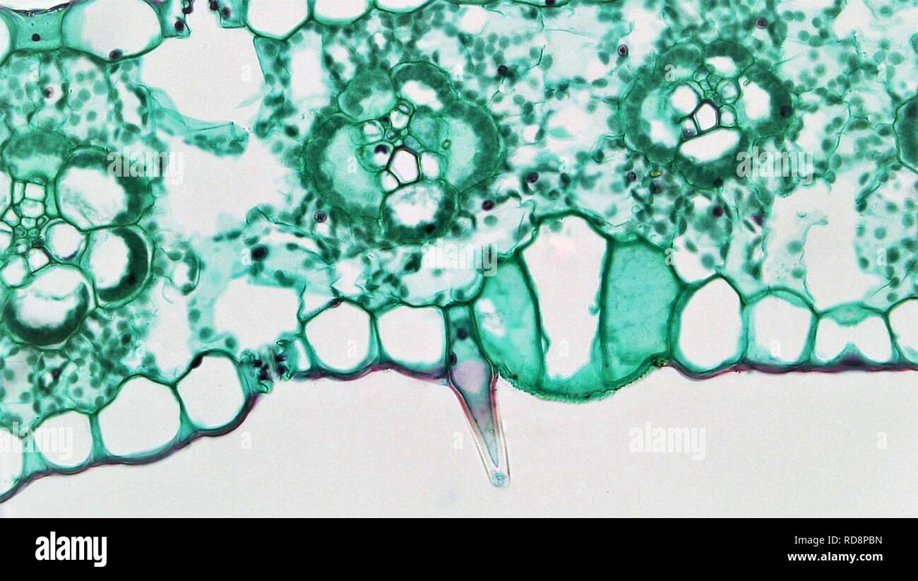 Angiosperm Morphology Epidermal Trichome in Zea Leaf (37215761090 Stock ...