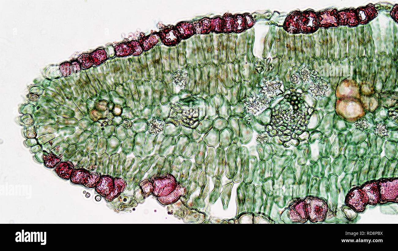 Angiosperm Morphology Epidermis in the Xerophytic Leaf of Larrea ...