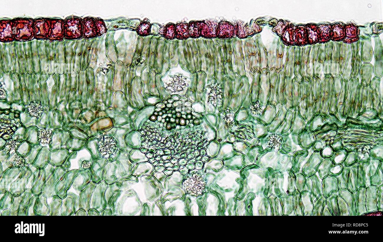 Idioblasts hi-res stock photography and images - Alamy