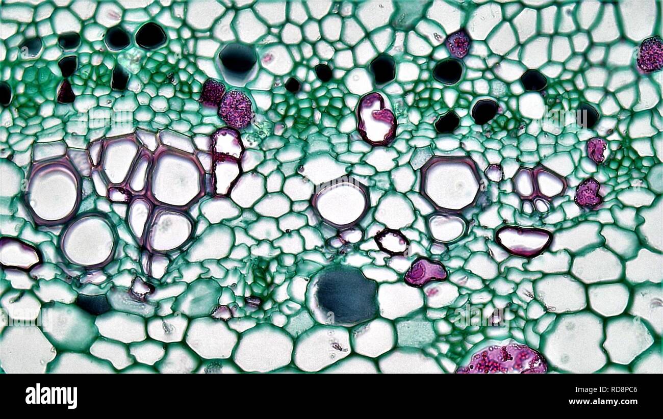 Angiosperm Morphology Lactifers in Ficus Vascular Bundles (36148358770 ...