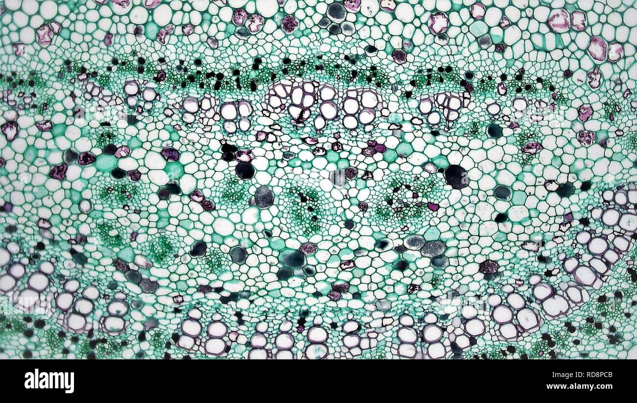 Angiosperm Morphology Leptocentric Vascular Bundles in Ficus ...