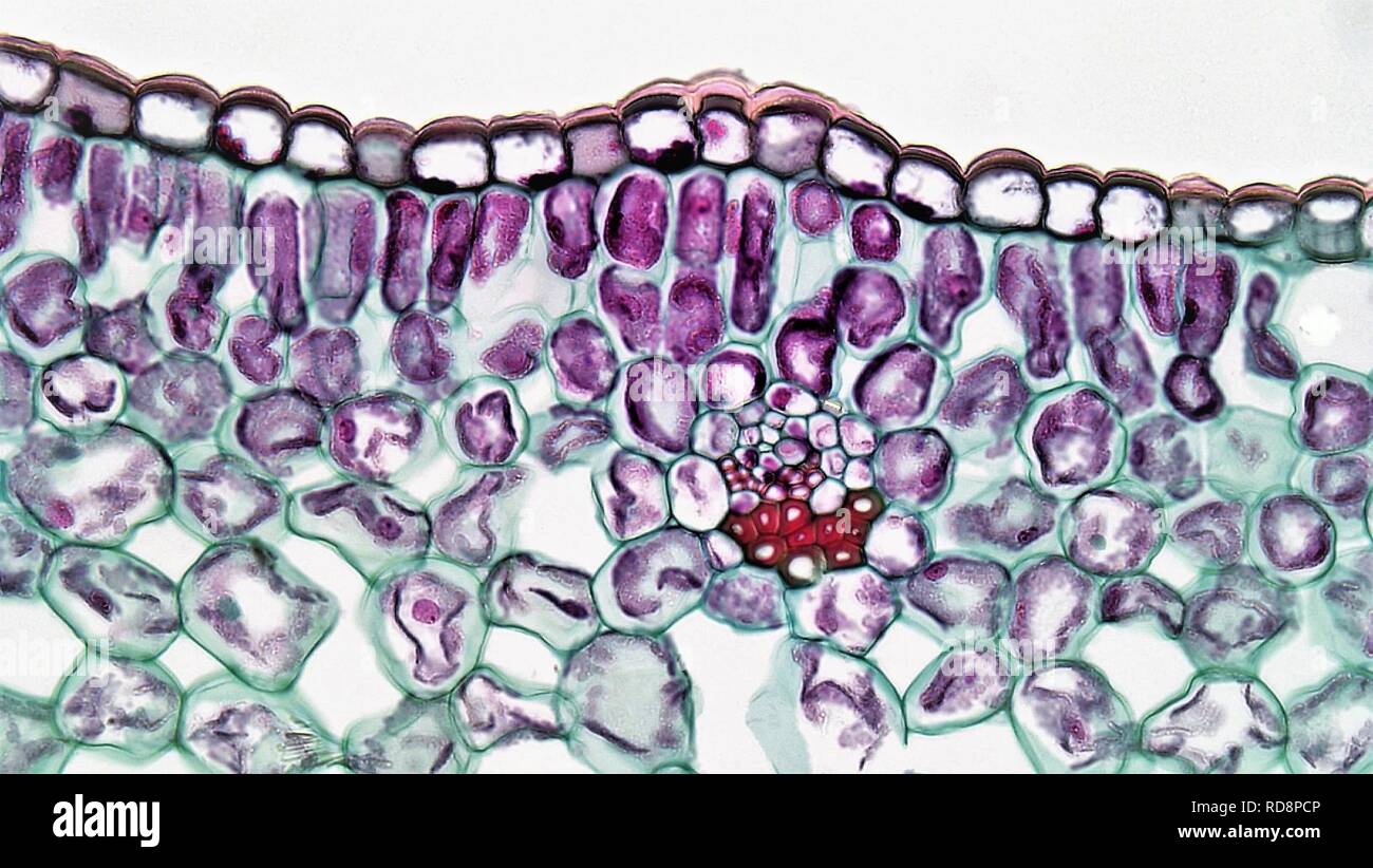Angiosperm Morphology Mesophyll Arrangement at Yucca Leaf Tip ...