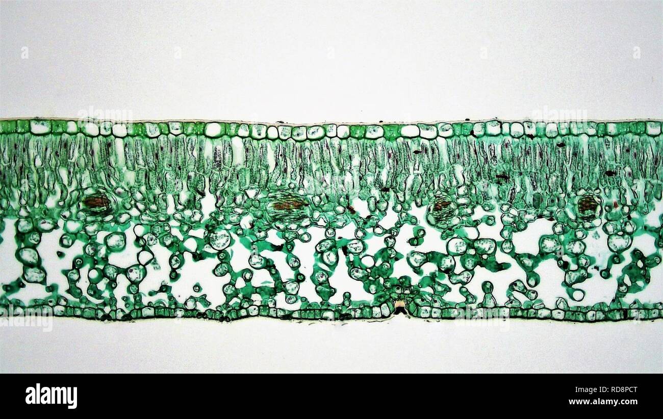 Angiosperm Morphology Mesophyll Arrangement in Ligustrum (36198182664 ...