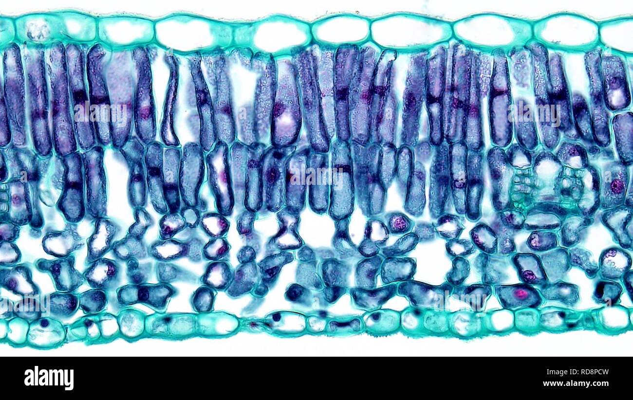 Angiosperm Morphology Mesophyll Arrangement in Syringa Leaf ...