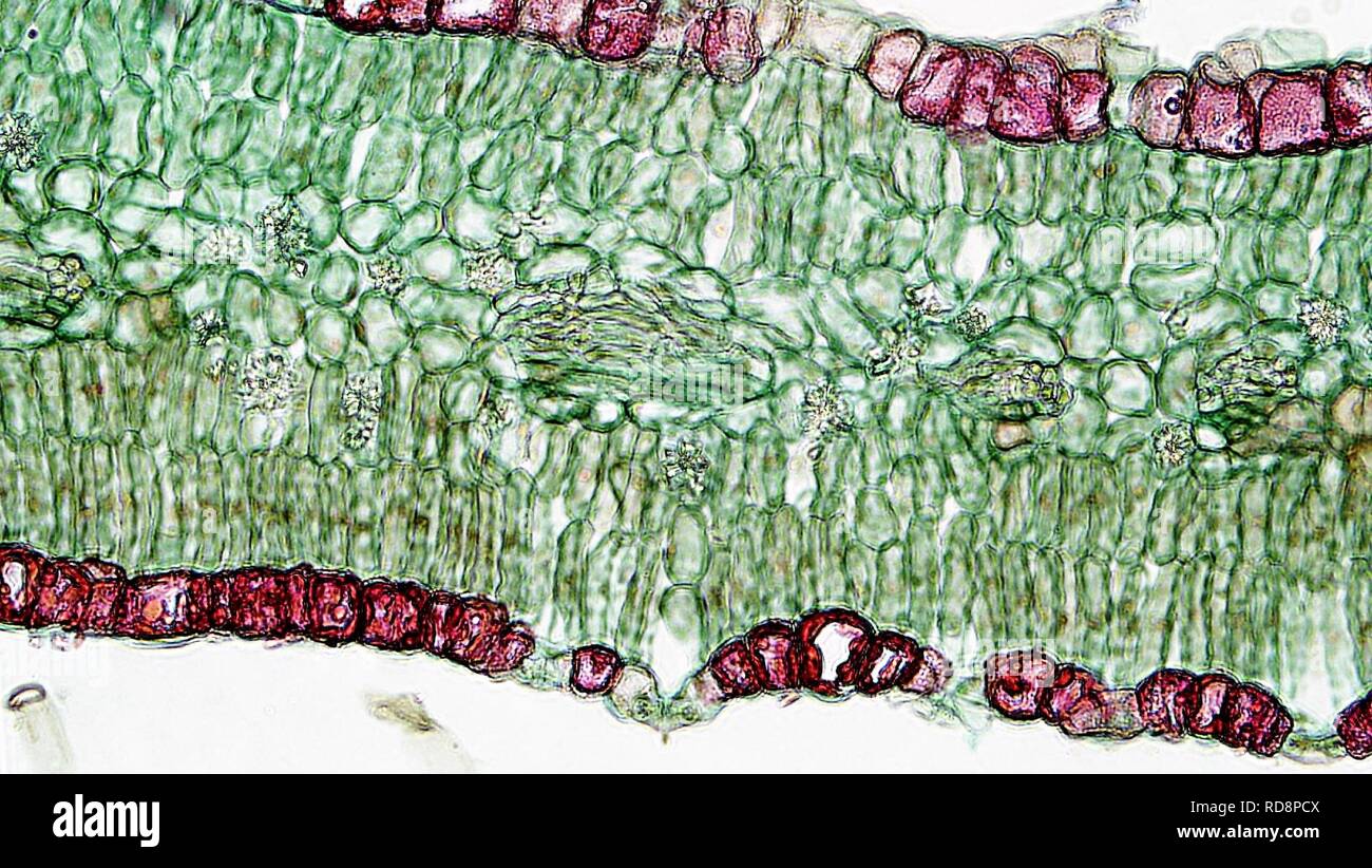 Angiosperm Morphology Mesophyll Morphology in the Xerophytic Leaf of ...