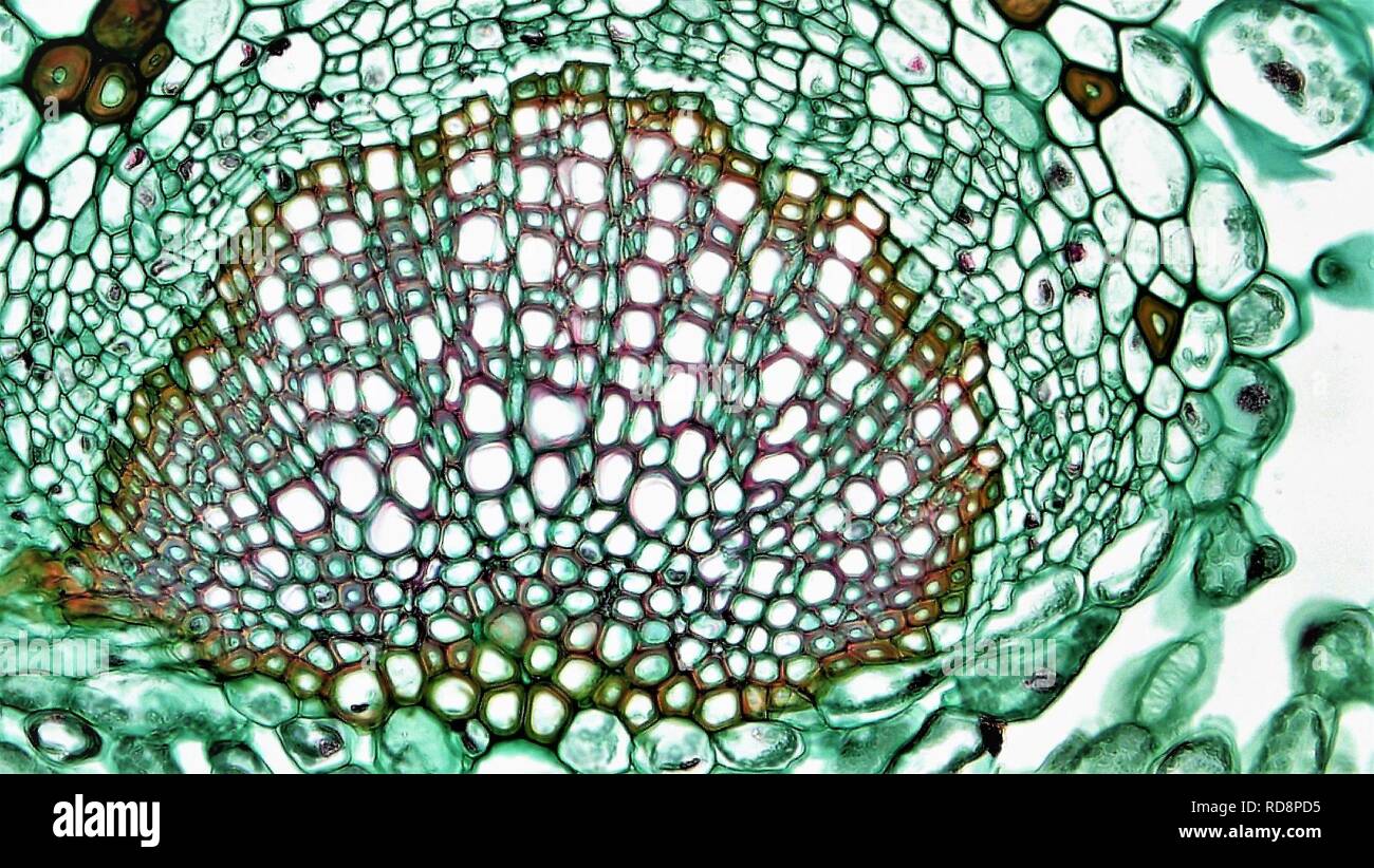 Angiosperm Morphology Midrib Vascular Tissues in Ligustrum (36198190484 ...