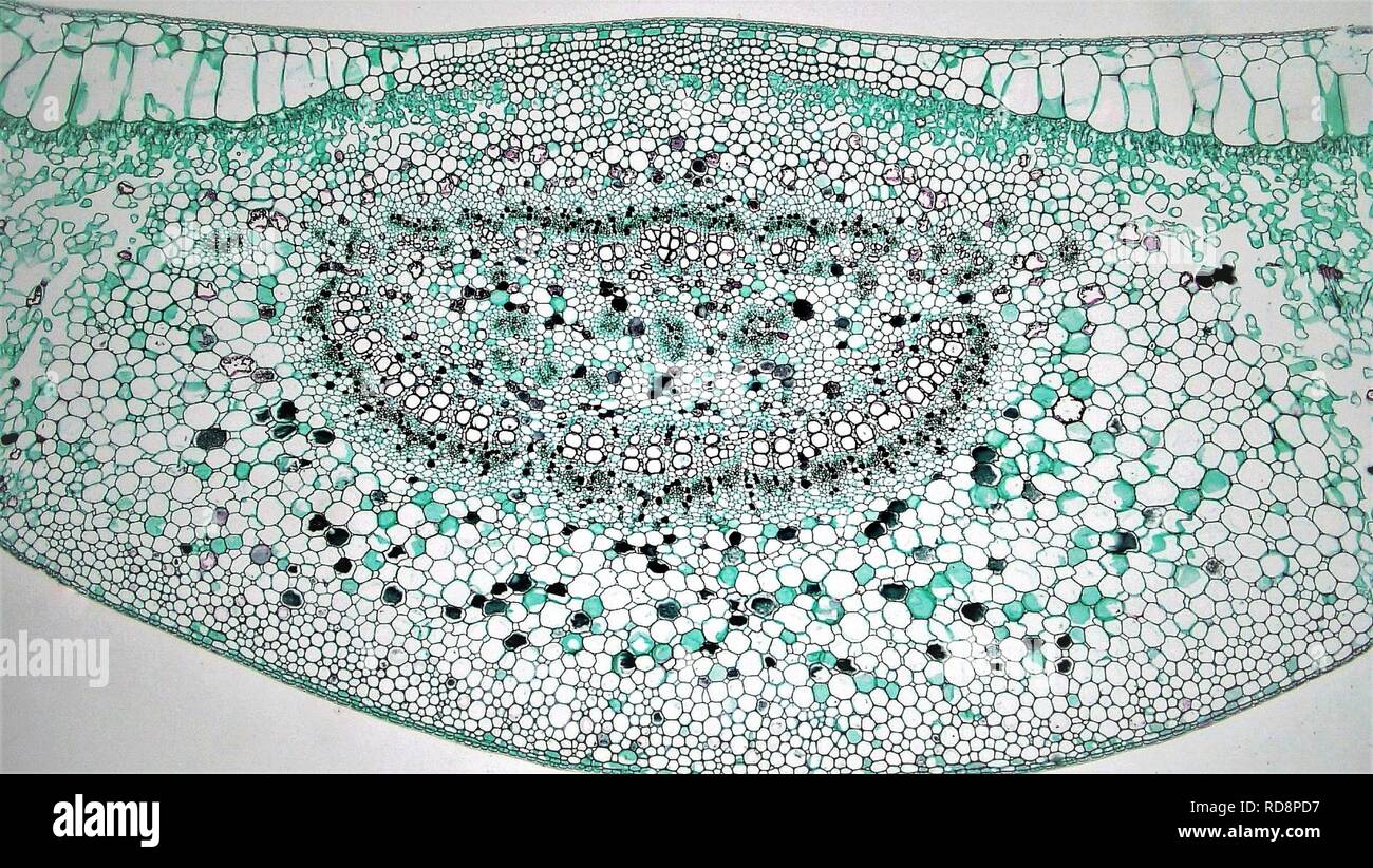 Angiosperm Morphology Midrib Vein in Leaf of Ficus (36148360970 Stock ...