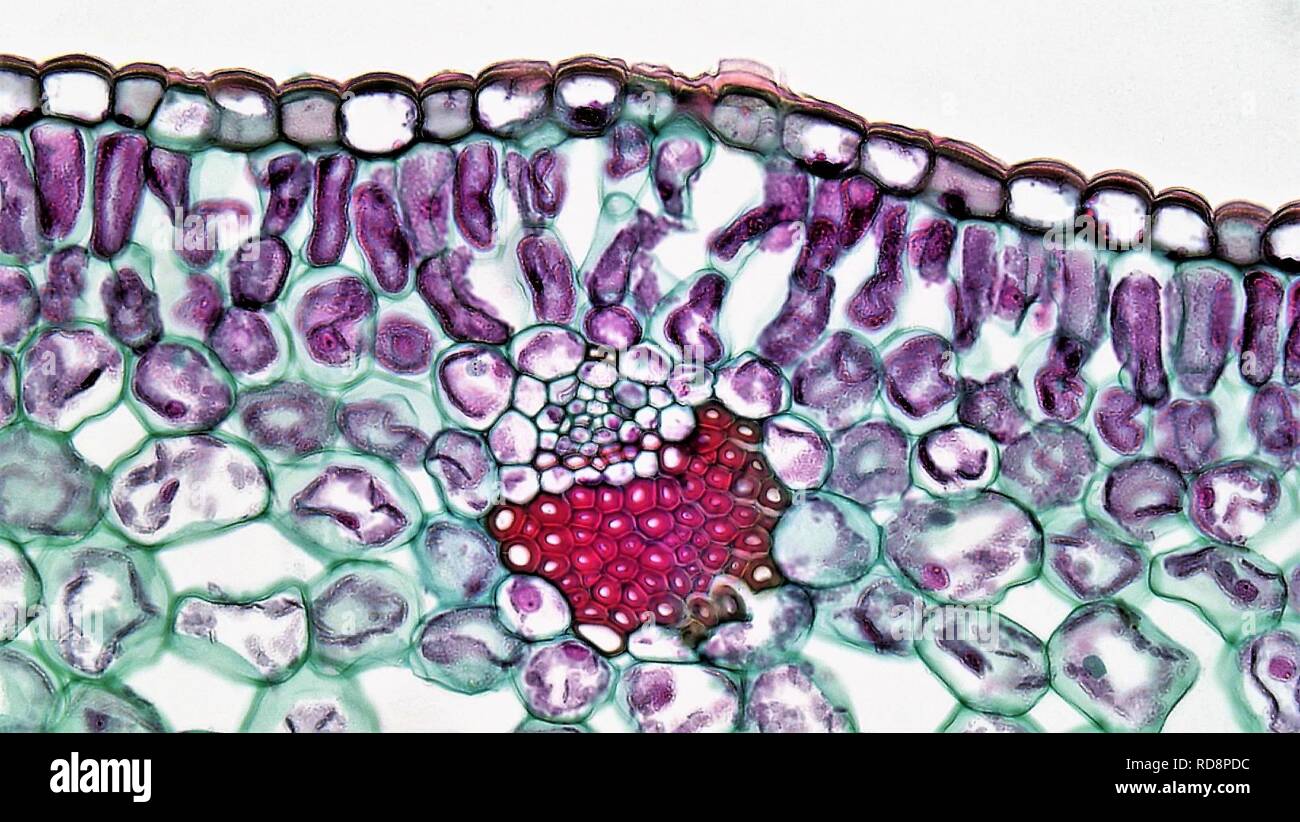 Angiosperm Morphology Peripheral Abaxial Vascular Bundle in Yucca Leaf ...