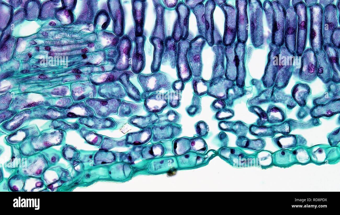 Angiosperm Morphology Stomata in Lower Epidermis of Syringa Leaf ...