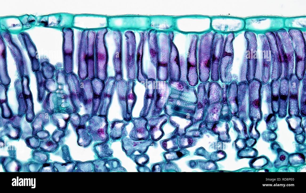 Angiosperm Morphology Stomata in Upper Epidermis of Syringa Leaf ...