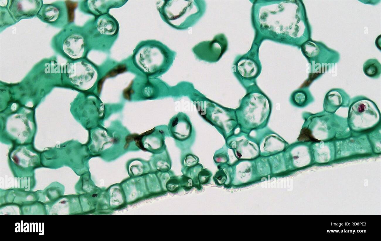 Angiosperm Morphology Substomatal Chambers in Ligustrum (36198198224 ...