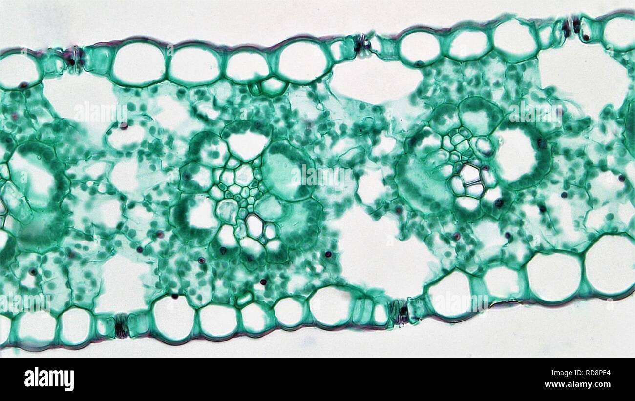 Angiosperm Morphology Substomatal Chambers in Zea Leaf (37216538000 ...