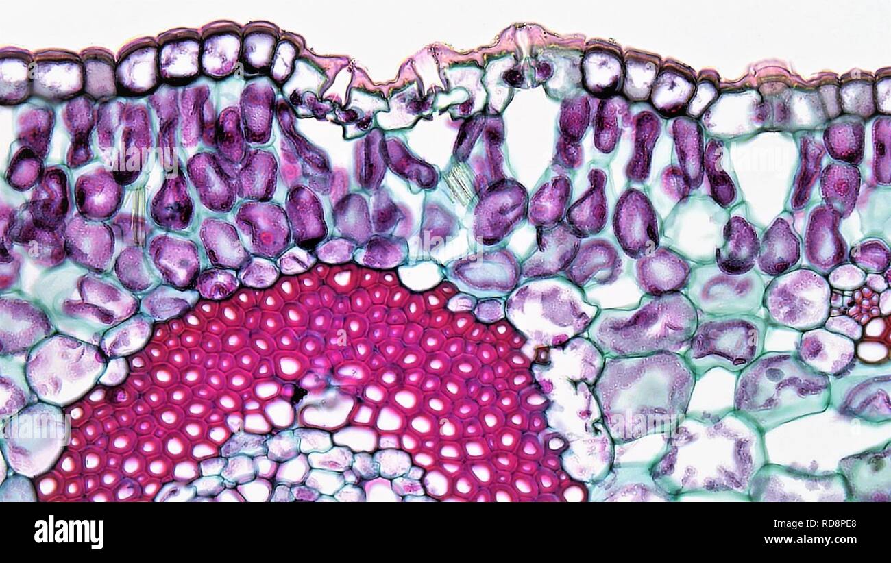 Angiosperm Morphology Sunken Stomata in Yucca Leaf (37046634751 Stock ...
