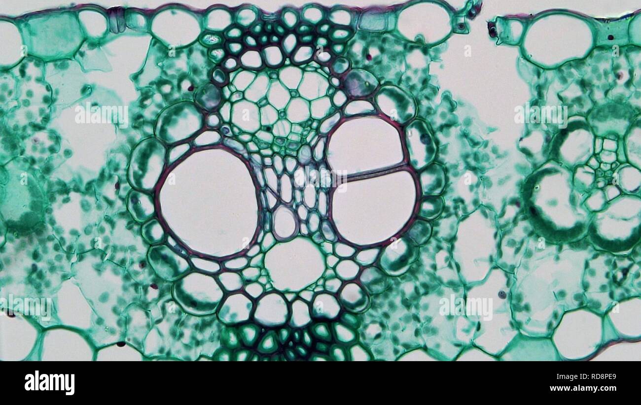 Angiosperm Morphology The Closed and Collateral Vascular Bundle in Zea ...