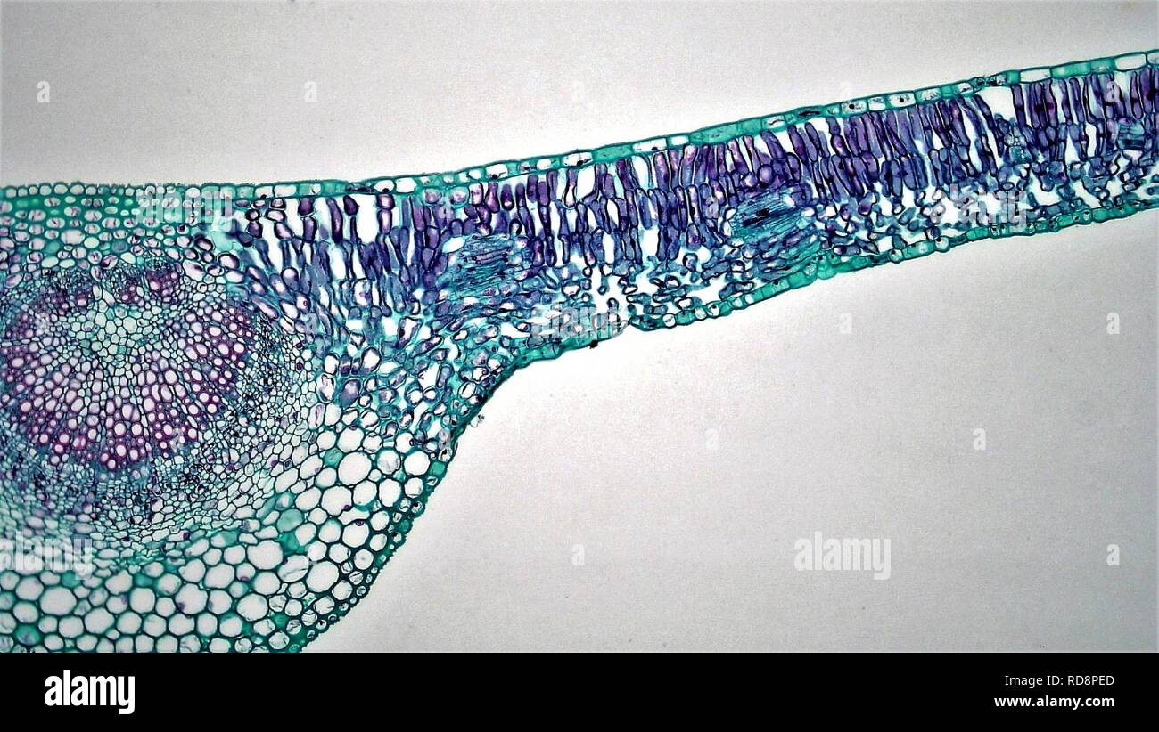 Angiosperm Morphology The Mesophytic Dicotyledonous Leaf of Syringa ...