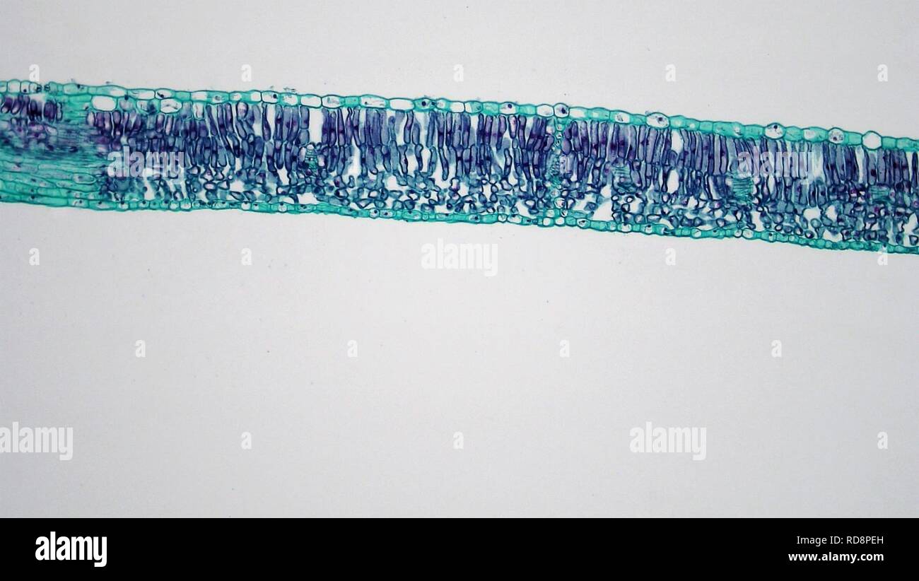 Angiosperm Morphology The Mesophytic Dicotyledonous Leaf of Syringa ...