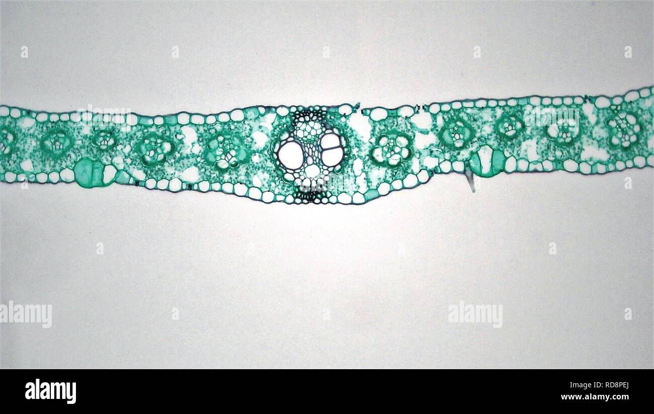Angiosperm Morphology The Monocotyledonous Leaf of Zea (37473345581 ...