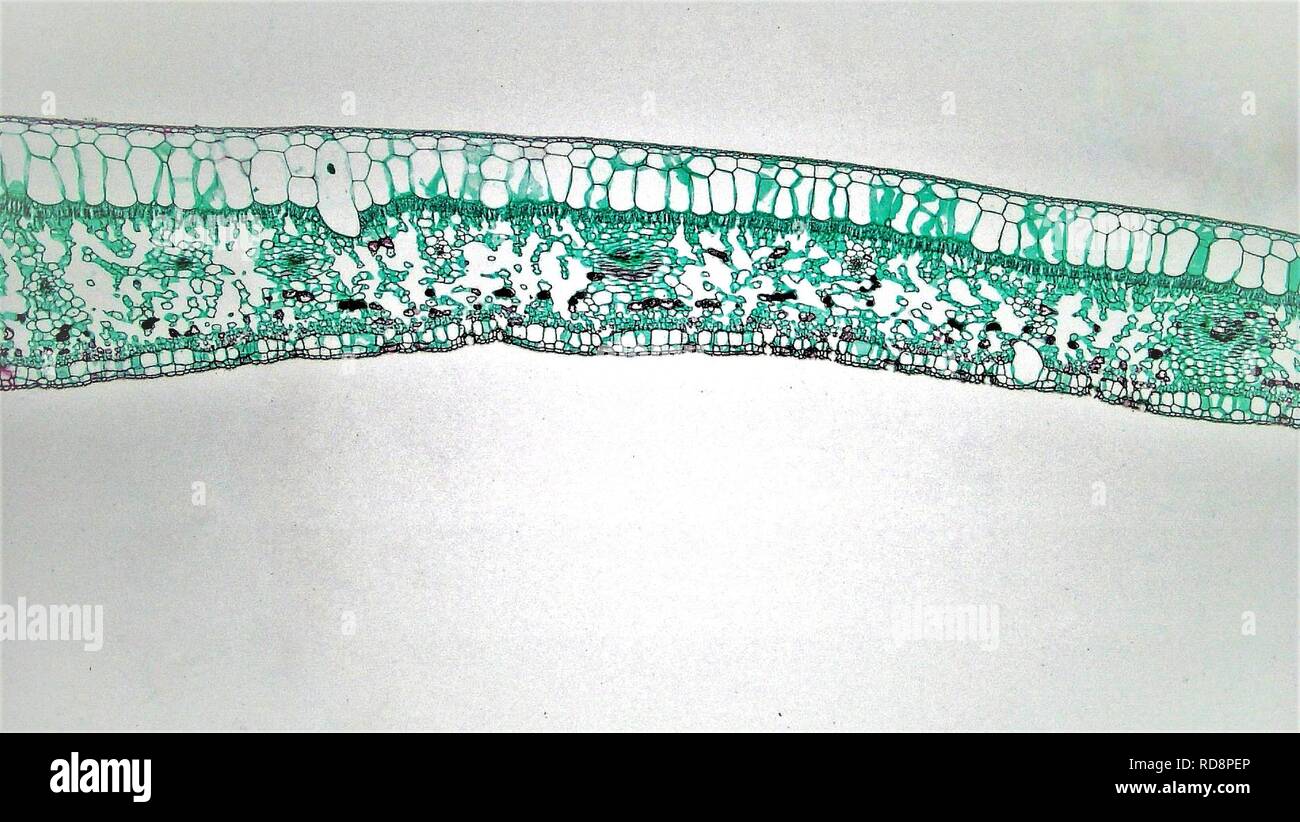 Dicotyledonous leaf hi-res stock photography and images - Alamy