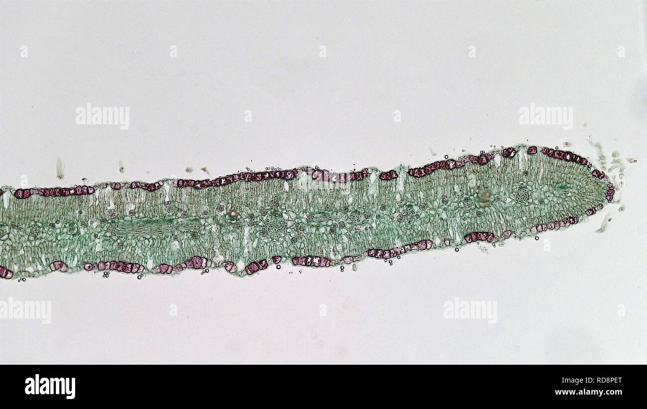 Angiosperm Morphology The Xerophytic Dicotyledonous Leaf of Larrea ...