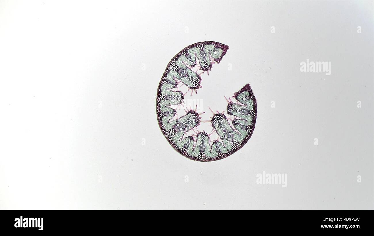 Angiosperm Morphology the Xerophytic Monocotyledonous Leaf of Ammophila ...