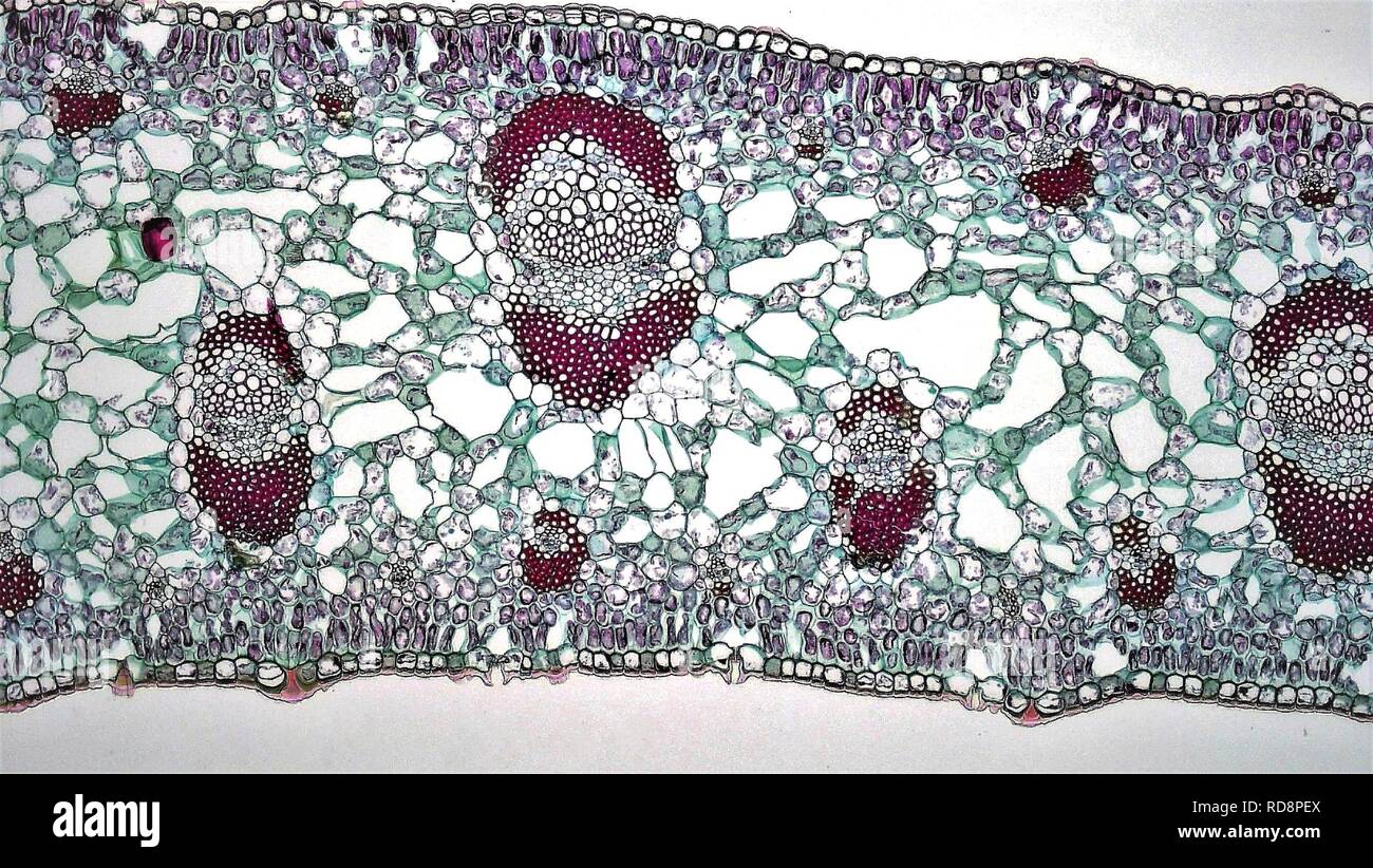 Angiosperm Morphology the Xerophytic Monocotyledonous Leaf of Yucca ...