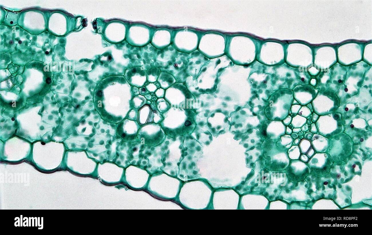 Angiosperm Morphology Unspecialized Mesophyll in Zea Leaf (37215761390 ...