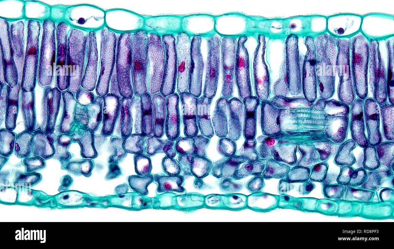 Angiosperm Morphology Upper and Lower Epidermis in Syringa Leaf ...