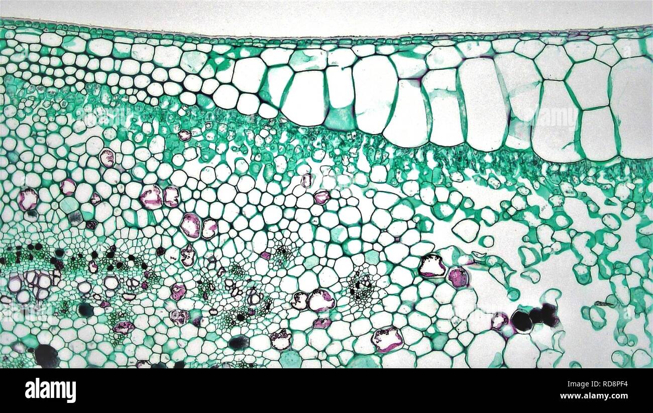 Angiosperm Morphology Upper Epidermis in Ficus Leaf (36376650822 Stock ...