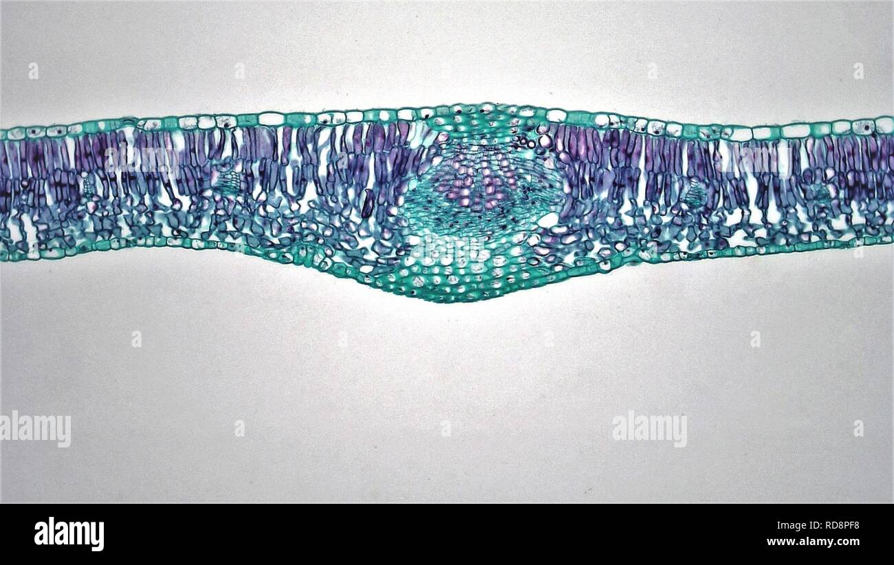 Angiosperm Morphology Vascular Bundle in Leaf Blade of Syringa ...