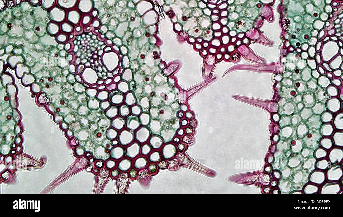 Angiosperm Morphology Vascular Bundles in Ammophila (36427925354 Stock ...