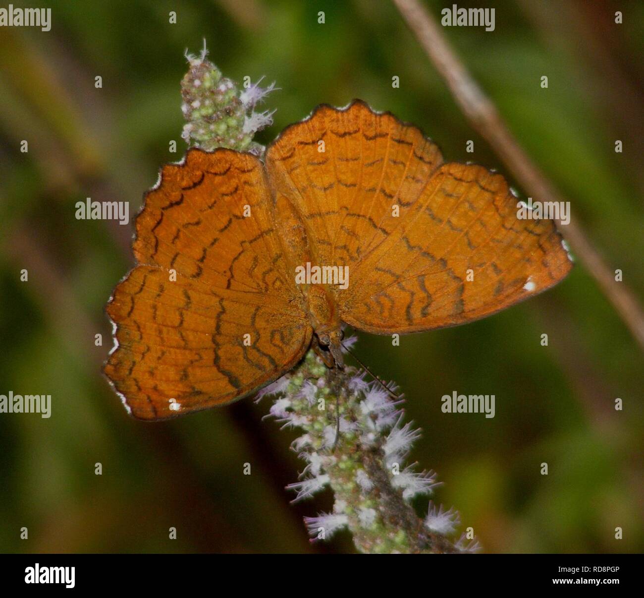 Angled Castor Ariadne ariadne Linnaeus (5221105850 Stock Photo - Alamy