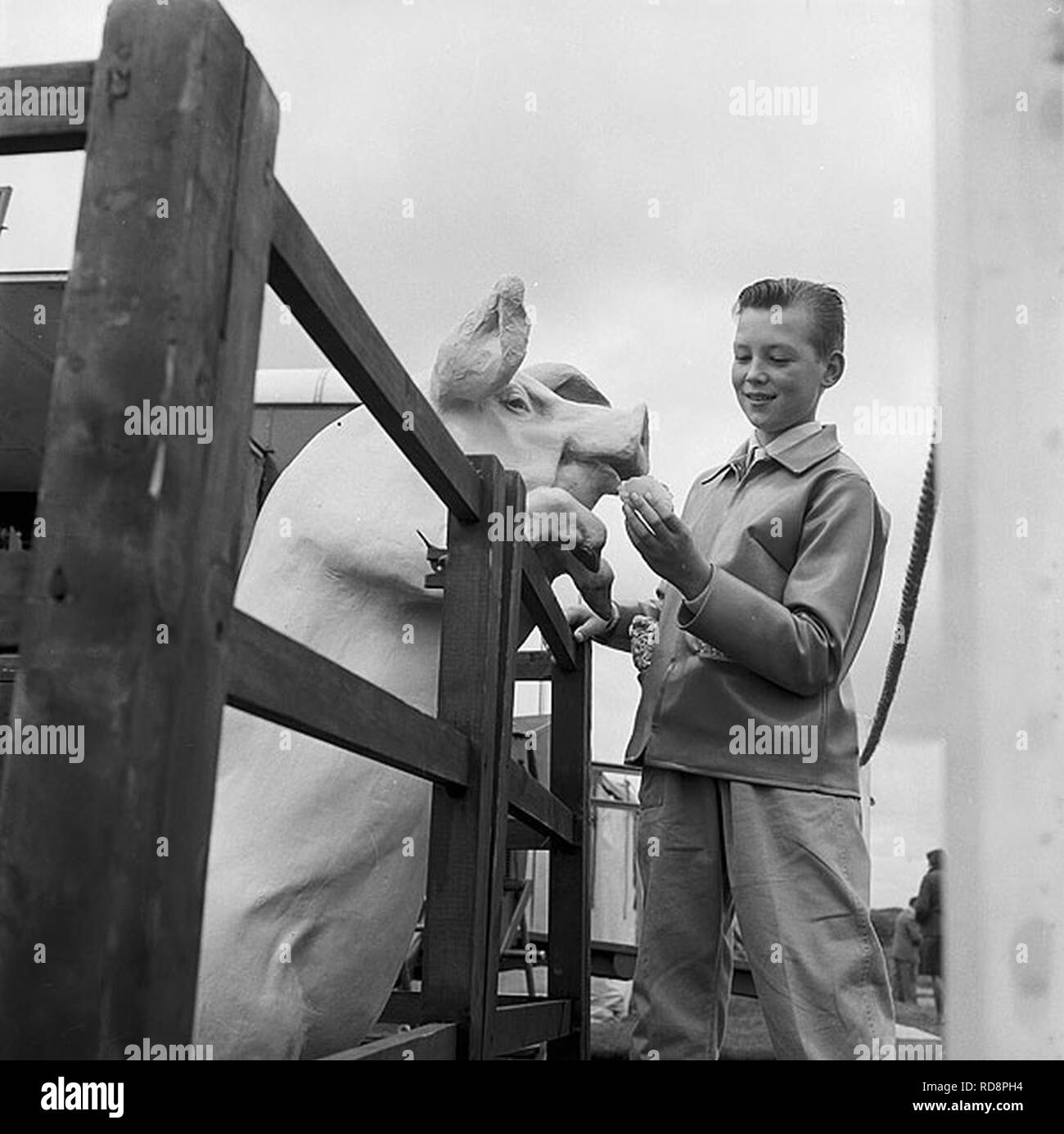 Anglesey show hi-res stock photography and images - Alamy