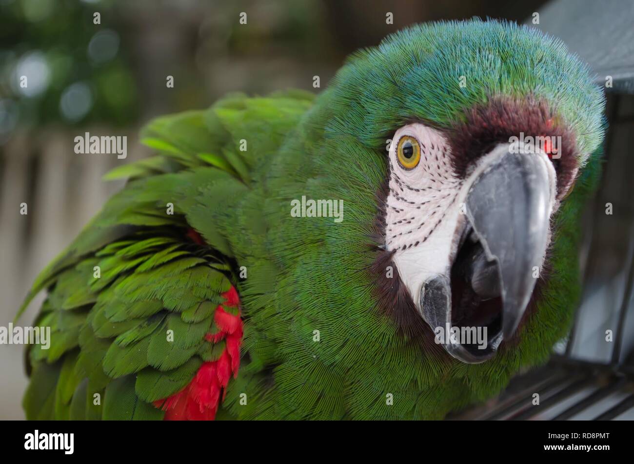 Angry Parrot High Resolution Stock Photography and Images - Alamy