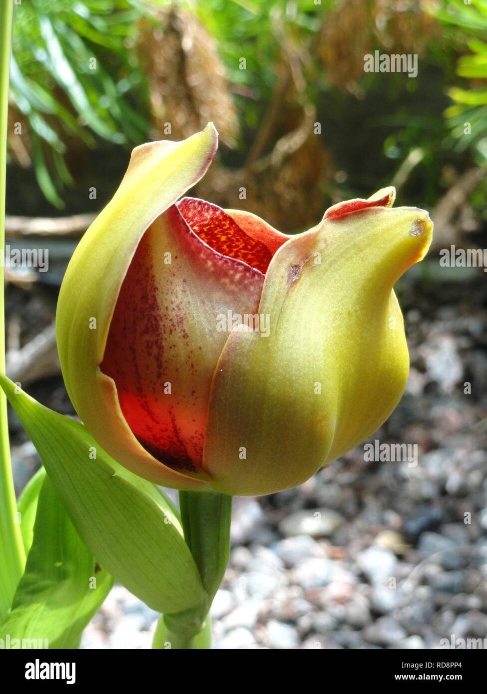 Anguloa × ruckeri - Copenhagen Botanical Garden Stock Photo - Alamy