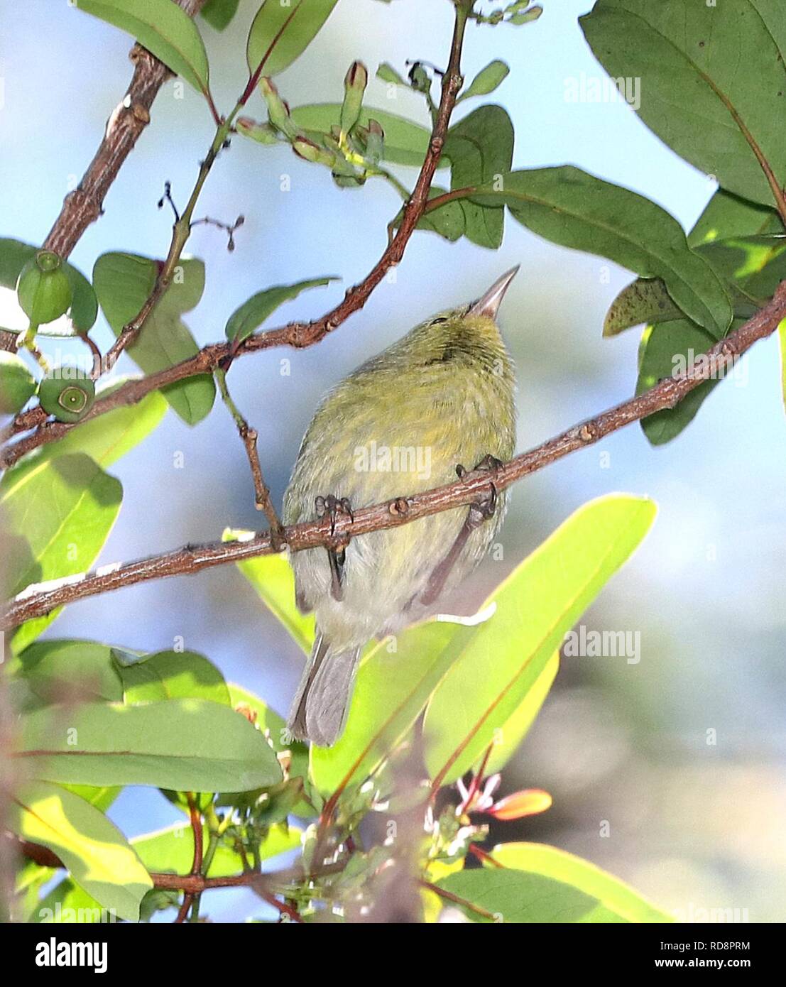 Anianiau hi-res stock photography and images - Alamy